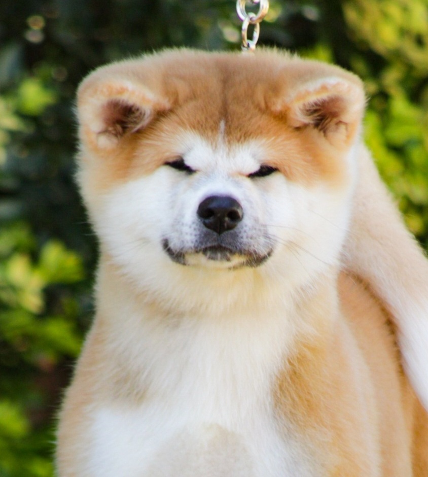 Cachorros disponibles